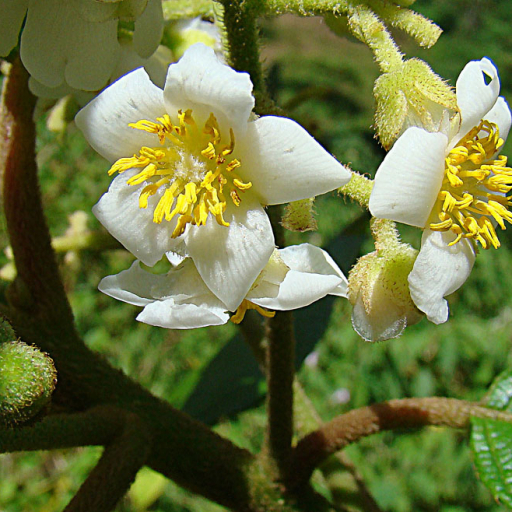 Saurauia Montana Plant Care & How to Grow, Water