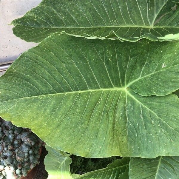 Giant Voodoo Lily (Sauromatum Giganteum) Plant Care & How to Grow, Water