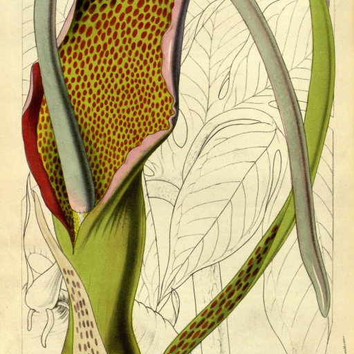 Monarch-Of-The-East (Sauromatum Venosum) Plant Care & How to Grow, Water