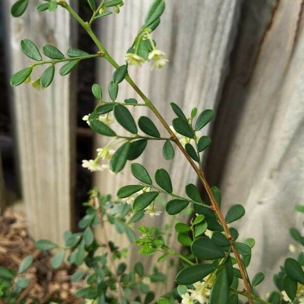 Sauropus Albiflorus Plant Care & How to Grow, Water