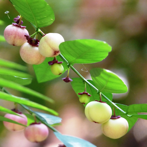 Katuk (Sauropus Androgynus) Plant Care & How to Grow, Water