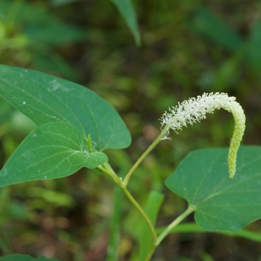 Lizard's Tail (Saururus Cernuus) Plant Care & How to Grow, Water