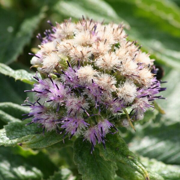 Saussurea Acuminata Care Guide: Water, Soil & Propagation - Plantiary