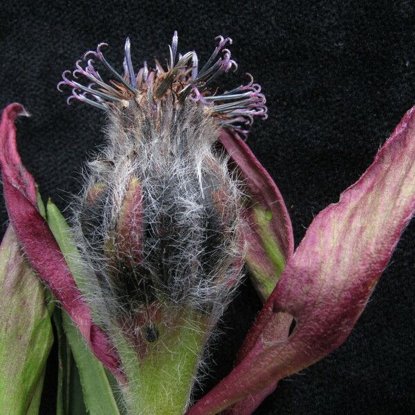 Saussurea Linearifolia Plant Care & How to Grow, Water