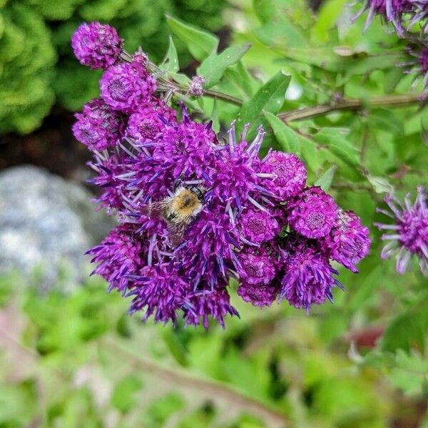 Maiden Saussurea (Saussurea Pulchella) Plant Care & How to Grow, Water