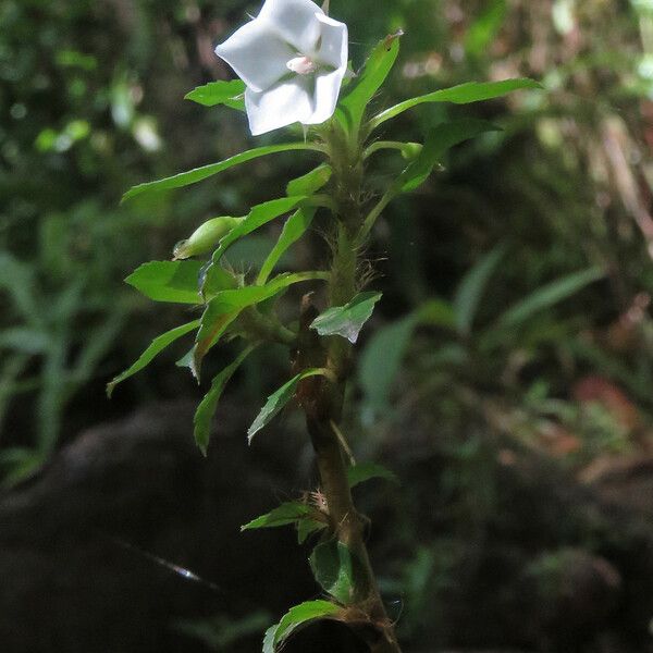 Creole Tea (Sauvagesia Erecta) Plant Care & How to Grow, Water