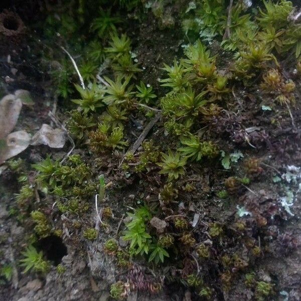 Matted Saxifrage (Saxifraga Bronchialis) Plant Care & How to Grow, Water