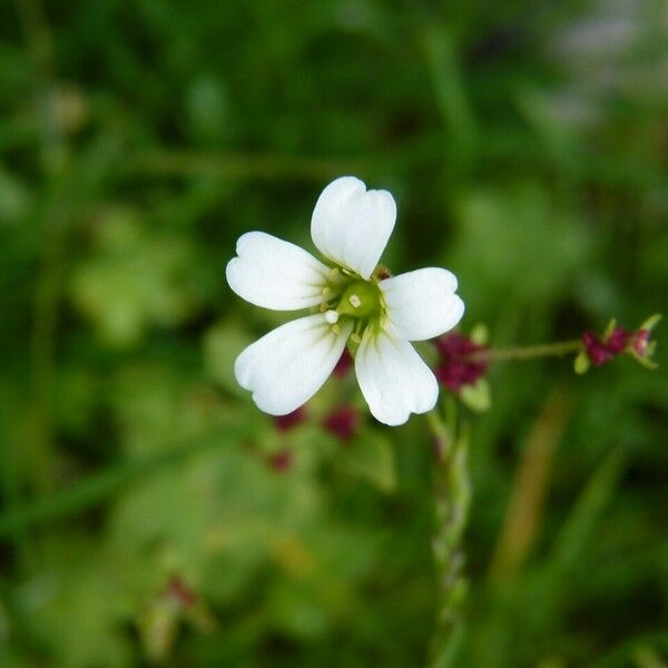 Bulbous Saxifrage (Saxifraga Bulbifera) Plant Care & How to Grow, Water