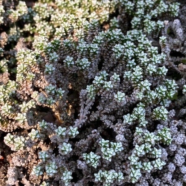 Blue-Green Saxifrage (Saxifraga Caesia) Plant Care & How to Grow, Water