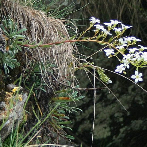 Limestone Saxifrage (Saxifraga Callosa) Plant Care & How to Grow, Water