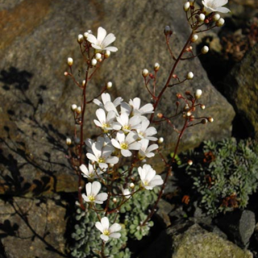 Saxifraga Cochlearis Plant Care & How to Grow, Water