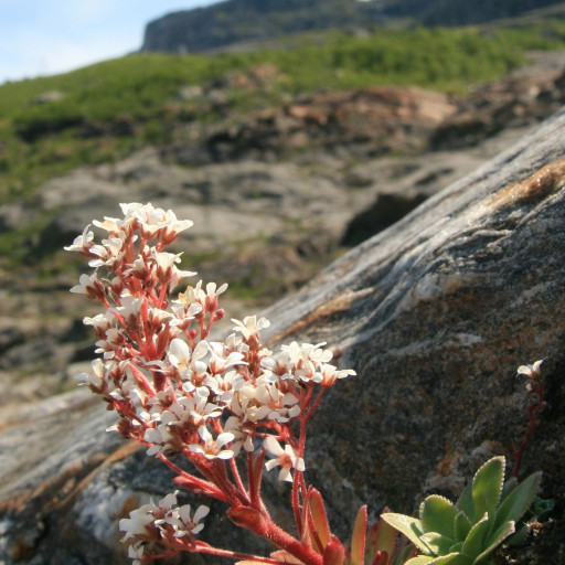 Pyramidal Saxifrage (Saxifraga Cotyledon) Plant Care & How to Grow, Water