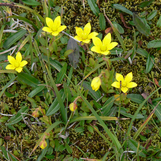 Marsh Saxifrage (Saxifraga Hirculus) Plant Care & How to Grow, Water