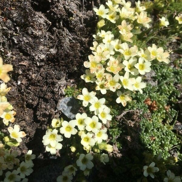 Musky Saxifrage (Saxifraga Muscoides) Plant Care & How to Grow, Water