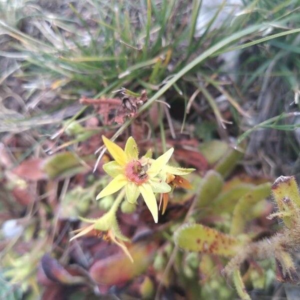 Orange Saxifrage (Saxifraga Mutata) Plant Care & How to Grow, Water