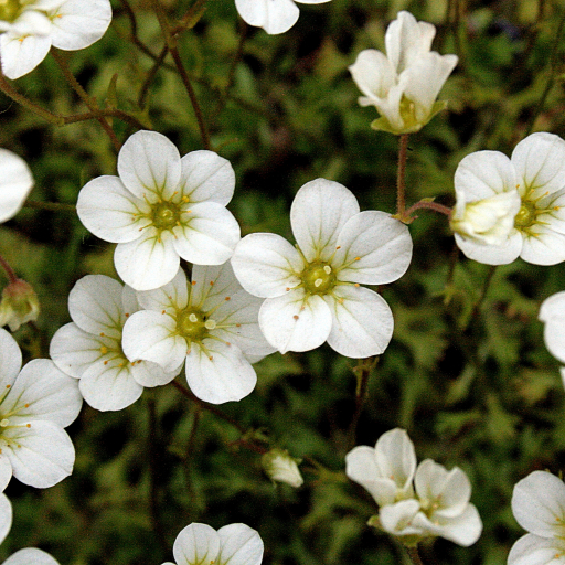 Irish Saxifrage (Saxifraga Rosacea) Plant Care & How to Grow, Water