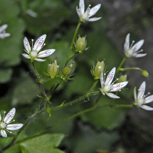 Round-Leaf Saxifrage (Saxifraga Rotundifolia) Plant Care & How to Grow ...