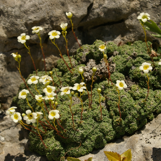 Dolomites Saxifrage (Saxifraga Squarrosa) Plant Care & How to Grow, Water