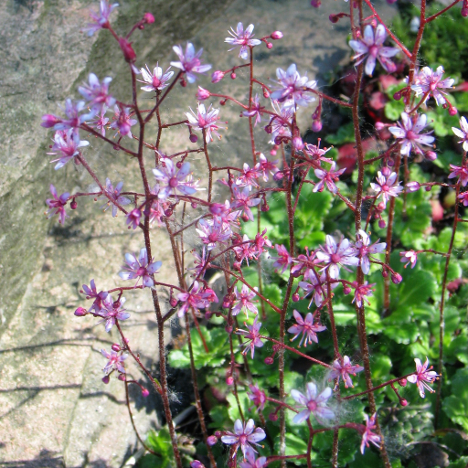 Wood Saxifrage (Saxifraga Umbrosa) Plant Care & How to Grow, Water