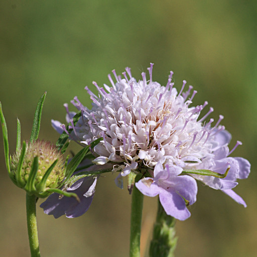 Scabius (Scabiosa Atropurpurea) Plant Care & How to Grow, Water