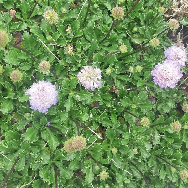 Scabiosa Farinosa Plant Care & How to Grow, Water