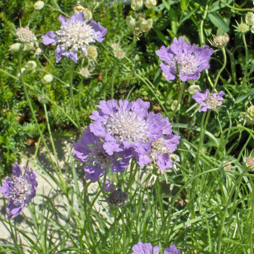 Grass Leaved Scabious (Scabiosa Graminifolia) Plant Care & How to Grow ...