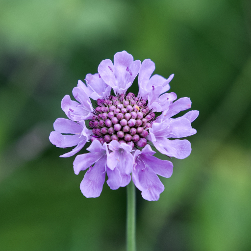 Shining Scabious (Scabiosa Lucida) Plant Care & How to Grow, Water