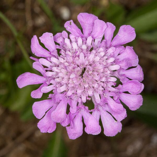 Pyrenean Scabious (Scabiosa Pyrenaica) Plant Care & How to Grow, Water