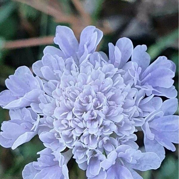 Scabiosa Silenifolia Plant Care & How to Grow, Water