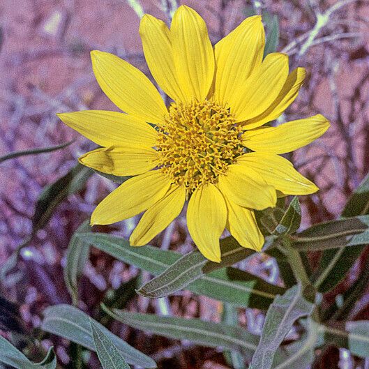 Badlands Mule-Ears (Scabrethia Scabra) Plant Care & How to Grow, Water