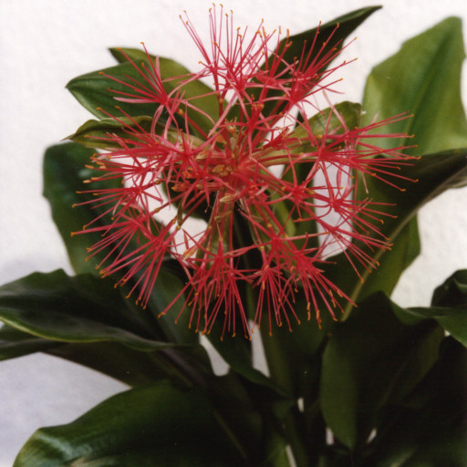 Blood Lily (Scadoxus Multiflorus) Plant Care & How to Grow, Water