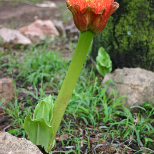 Royal-Paintbrush (Scadoxus Puniceus) Plant Care & How to Grow, Water