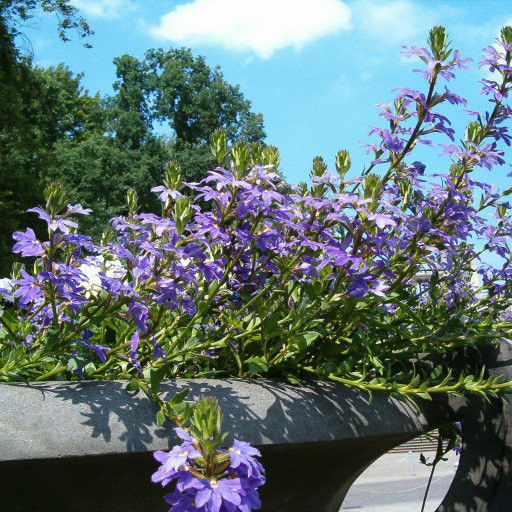 Common Fanflower (Scaevola Aemula) Plant Care & How to Grow, Water