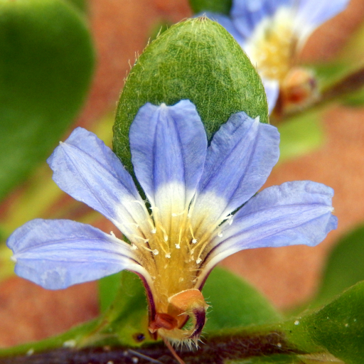 Dune Fan-Flower (Scaevola Calendulacea) Plant Care & How to Grow, Water