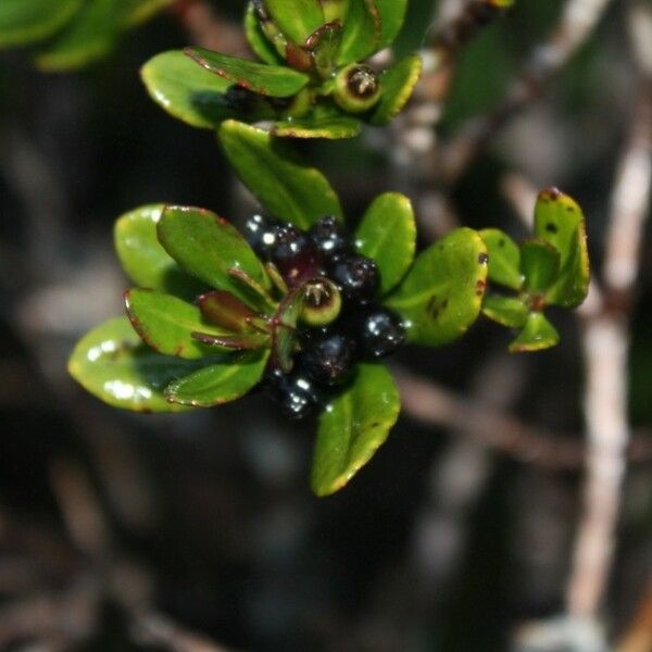 Scaevola Macropyrena Care Guide: Water, Soil & Propagation - Plantiary