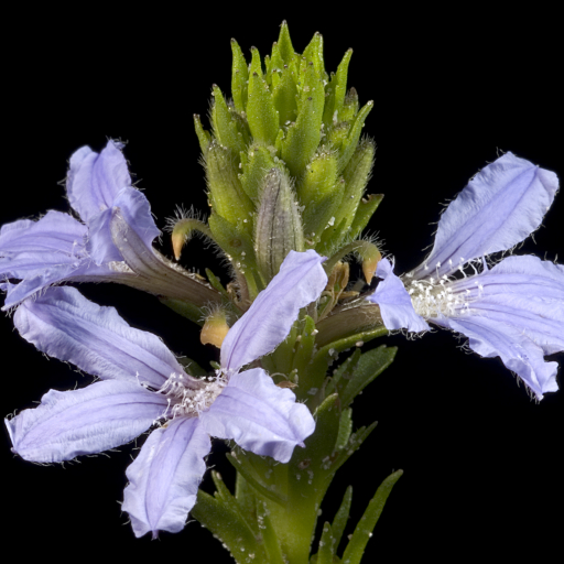 Fairy Fanflower (Scaevola Nitida) Plant Care & How to Grow, Water