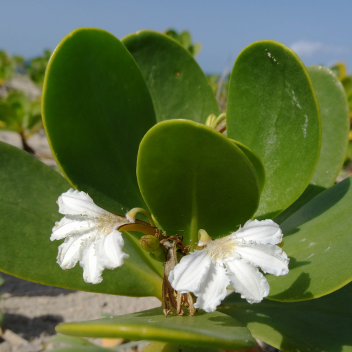 Beachberry (Scaevola Plumieri) Plant Care & How to Grow, Water