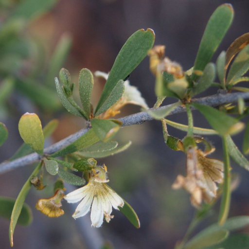 Spiny Fan-Flower (Scaevola Spinescens) Plant Care & How to Grow, Water