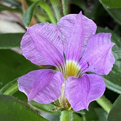 Scaevola Striata Plant Care & How to Grow, Water