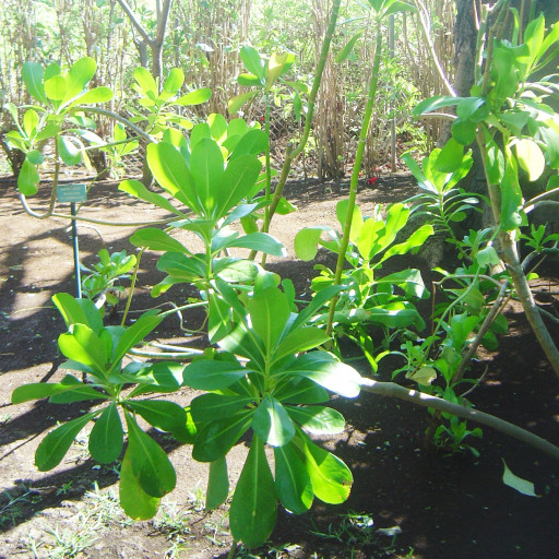 Beach Naupaka (Scaevola Taccada) Care Guide: Water, Soil & Propagation ...