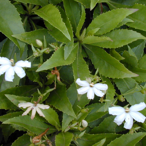 Naupaka (Scaevola) Care Guide: Water, Soil & Propagation - Plantiary