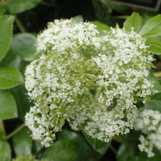 Native Angelica (Scandia Rosifolia) Plant Care & How to Grow, Water