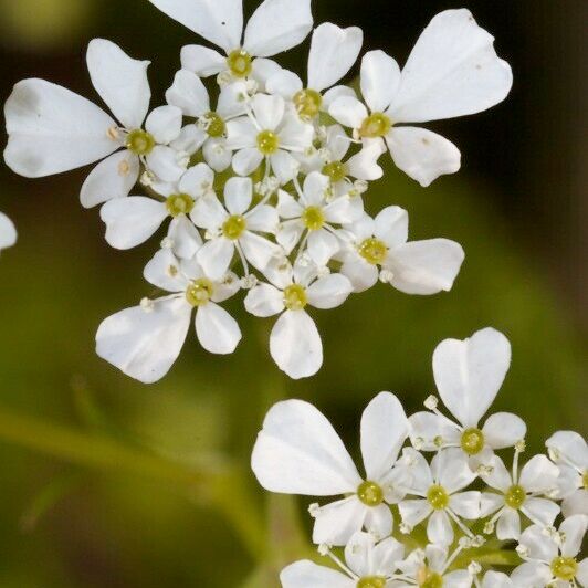 Scandix Balansae Plant Care & How to Grow, Water