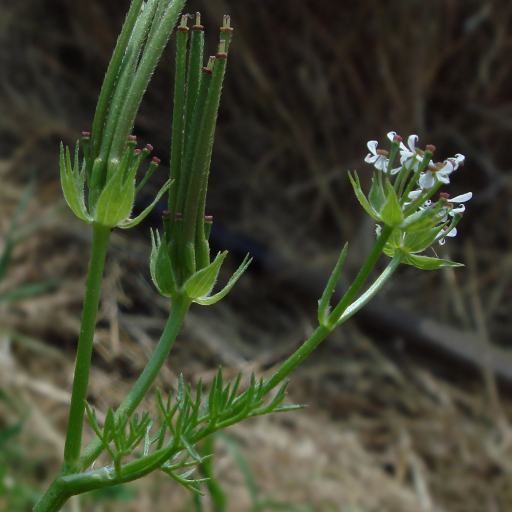 Lady's Venus-Comb (Scandix Pecten-veneris) Plant Care & How to Grow, Water
