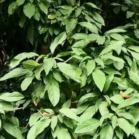 Malva Nut Tree (Scaphium Scaphigerum) Plant Care & How to Grow, Water