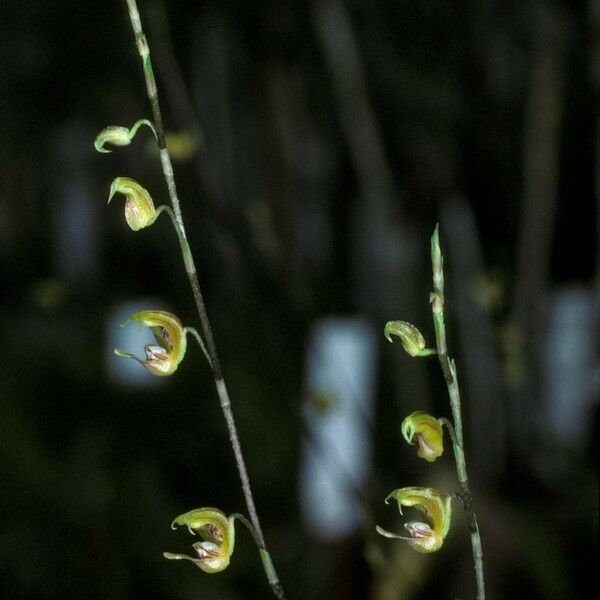 Scaphosepalum Verrucosum Plant Care & How to Grow, Water