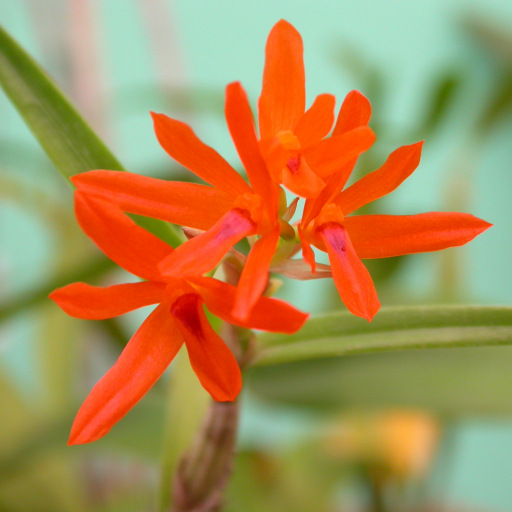 Scaphyglottis Bidentata Care Guide: Water, Soil & Propagation - Plantiary