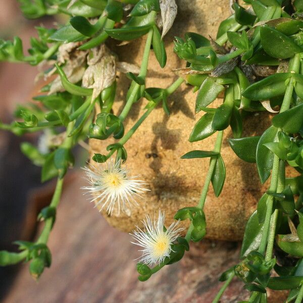 Sceletium Anatomicum Plant Care & How to Grow, Water