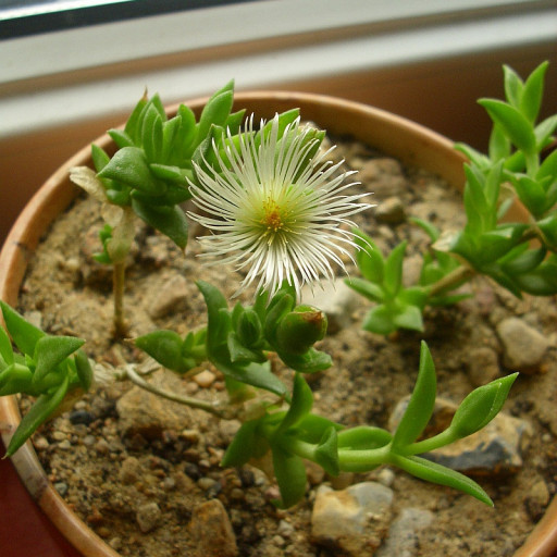 Sceletium Tortuosum Plant Care & How to Grow, Water