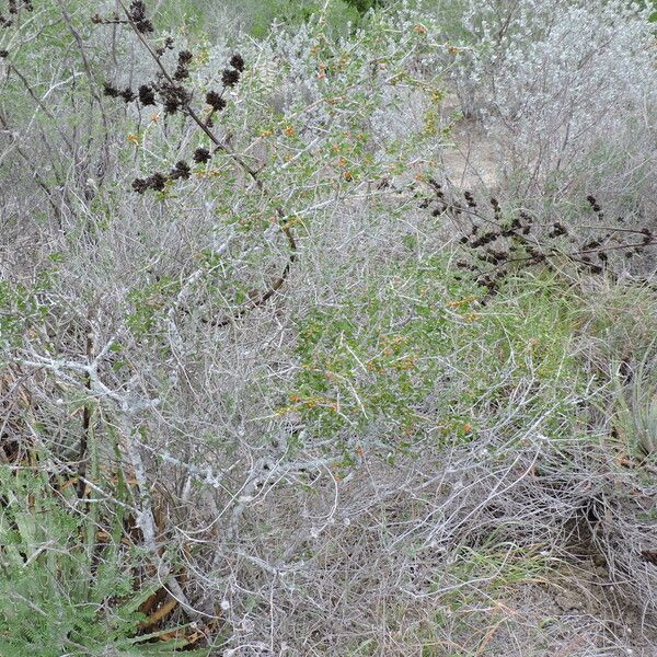 Desert Yaupon (Schaefferia Cuneifolia) Care Guide: Water, Soil ...